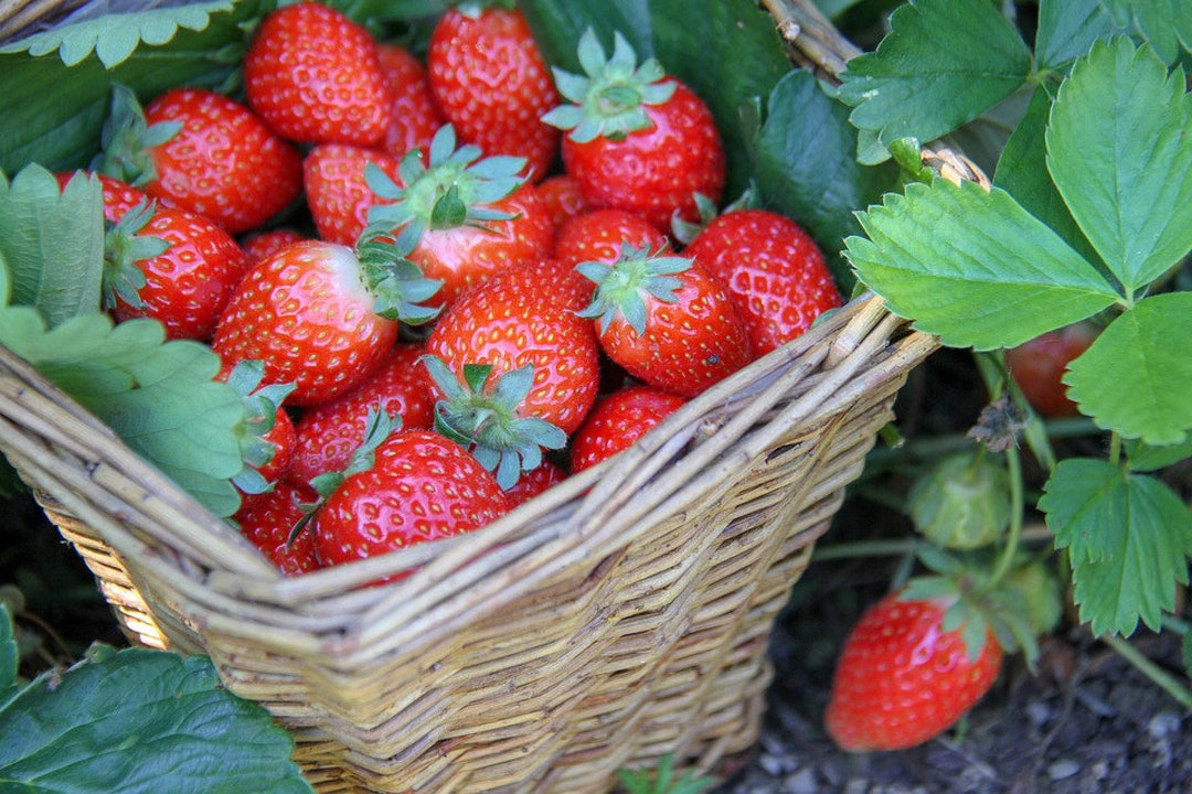 Alexandria Alpine Strawberry, Red, Juicy Fruit, Perennial, 20 Seeds - Etsy