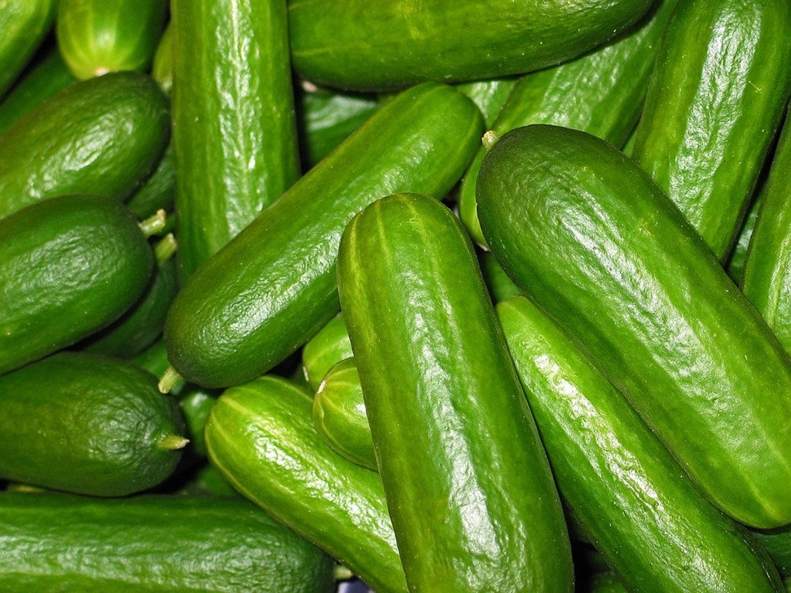 Spacemaster Cucumber Heirloom Seeds - Open Pollinated, Non GMO, Slicing ...