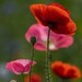 California Mission Bells Poppy, Eschscholzia Californica, Double and ...