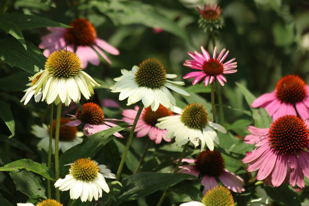 Echinacea Coneflower Flower Seed Mix: Purple, White, and Red (10 Seeds ...