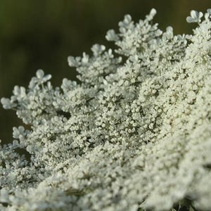 Queen Anne's Lace Seeds – Delicate, Pollinator Friendly Wildflowers, 20 ...