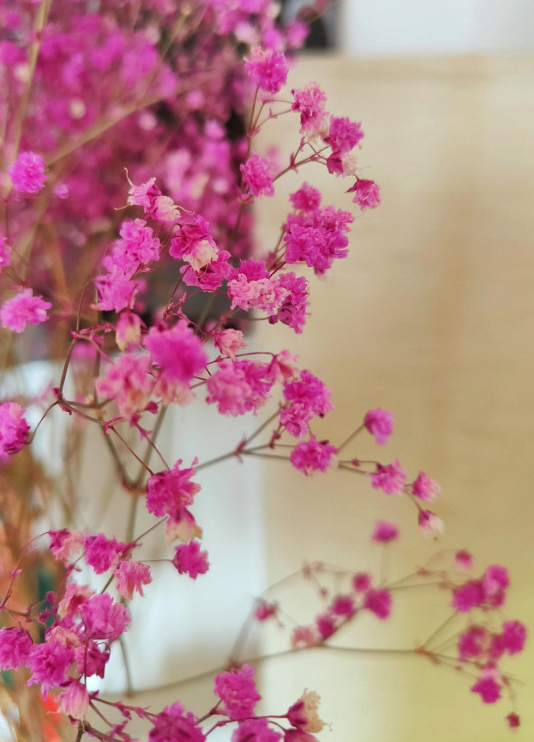 Carmine Pink Baby's Breath Seeds – Add a Pop of Vibrant Color to Your ...