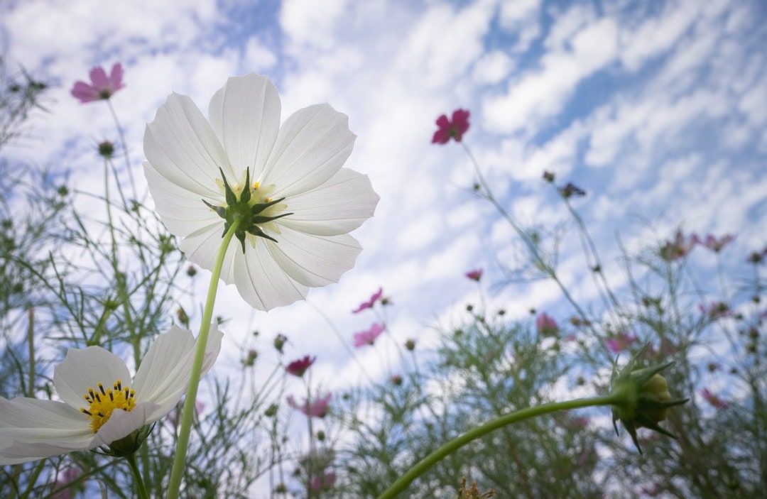 Cosmos Purity, Pure White Flowers, Butterfly Garden, Cut Flowers for ...