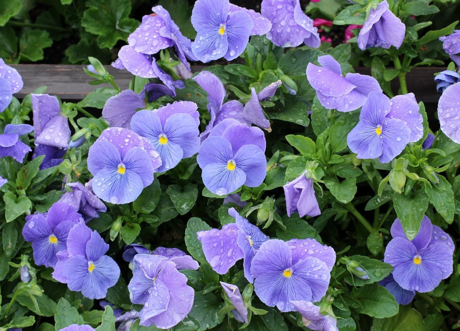 Celestial Blue Pansy Edible Blue Flowers Container Gardens - Etsy