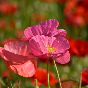 Mission Bells California Poppy Seeds: Ruffled Semi Double Flowers - Etsy