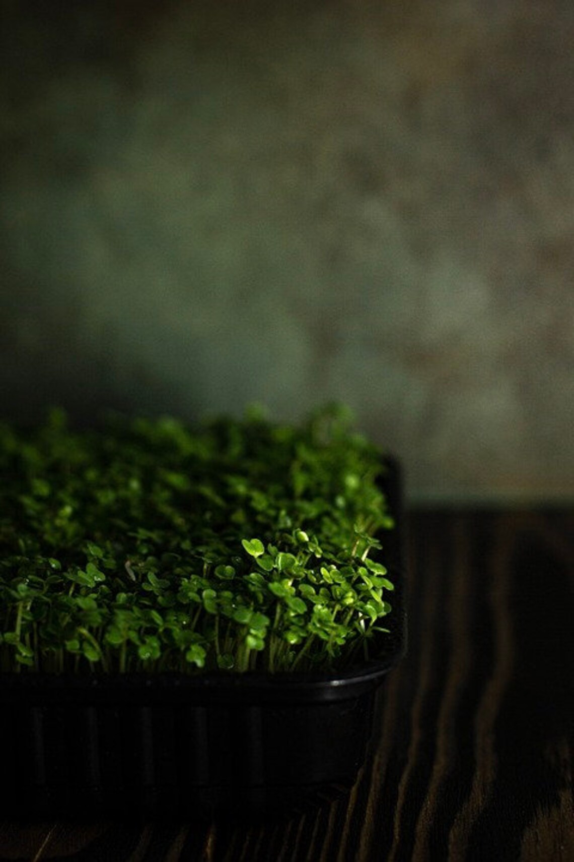 Basic Salad Mix, Microgreens, Container Plant, Organic, 100 Seeds - Etsy