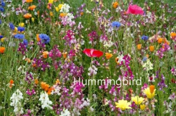 Hummingbird Wildflower Seed Mix Sample Pack 1 Gram Pure - Etsy