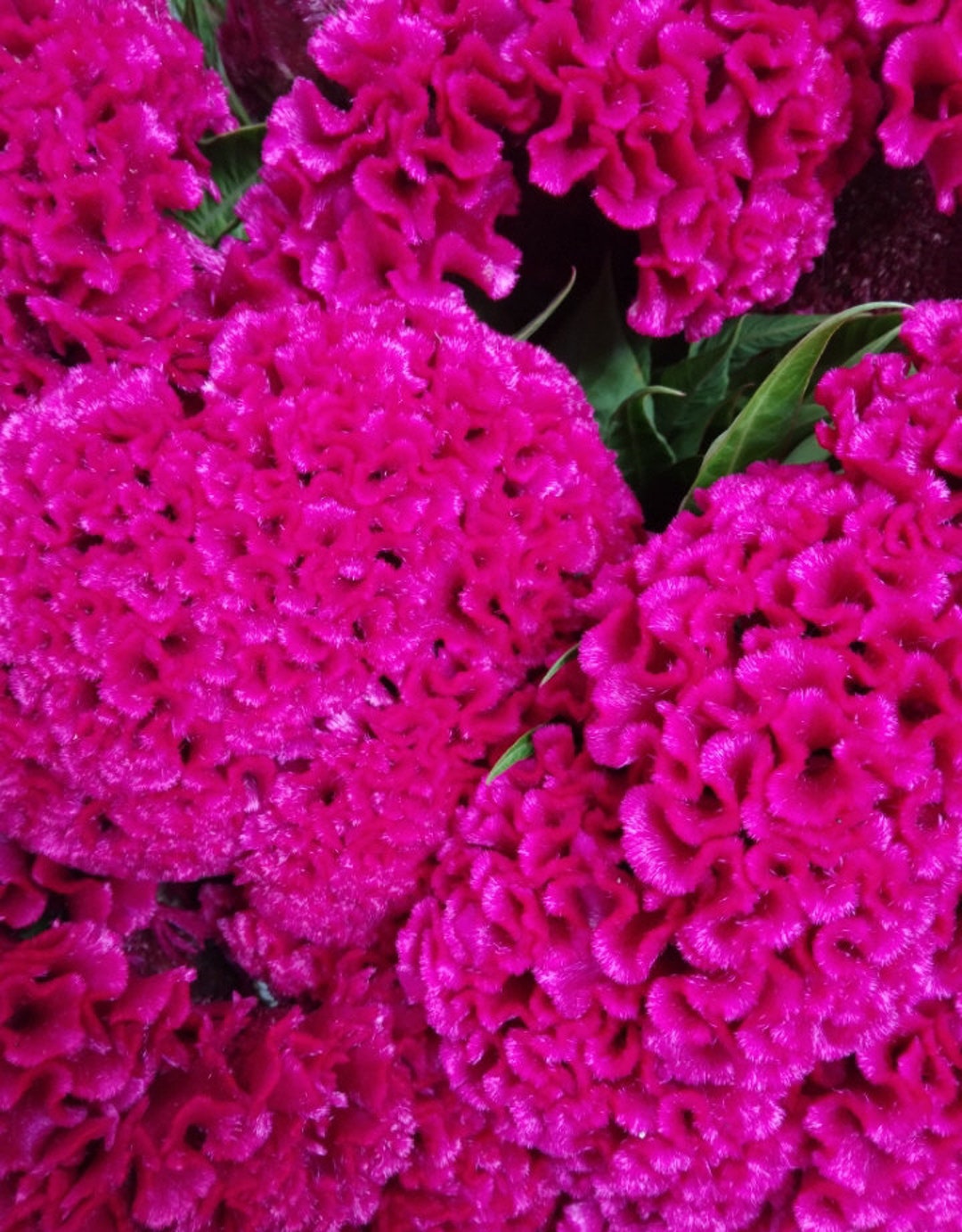 Early Rose Celosia Cockscomb Heirloom Seeds - Pink Wool Flowers (10 Seeds) - Etsy