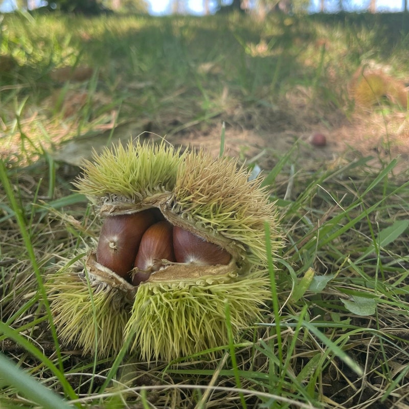 Chinese Chestnut - Etsy
