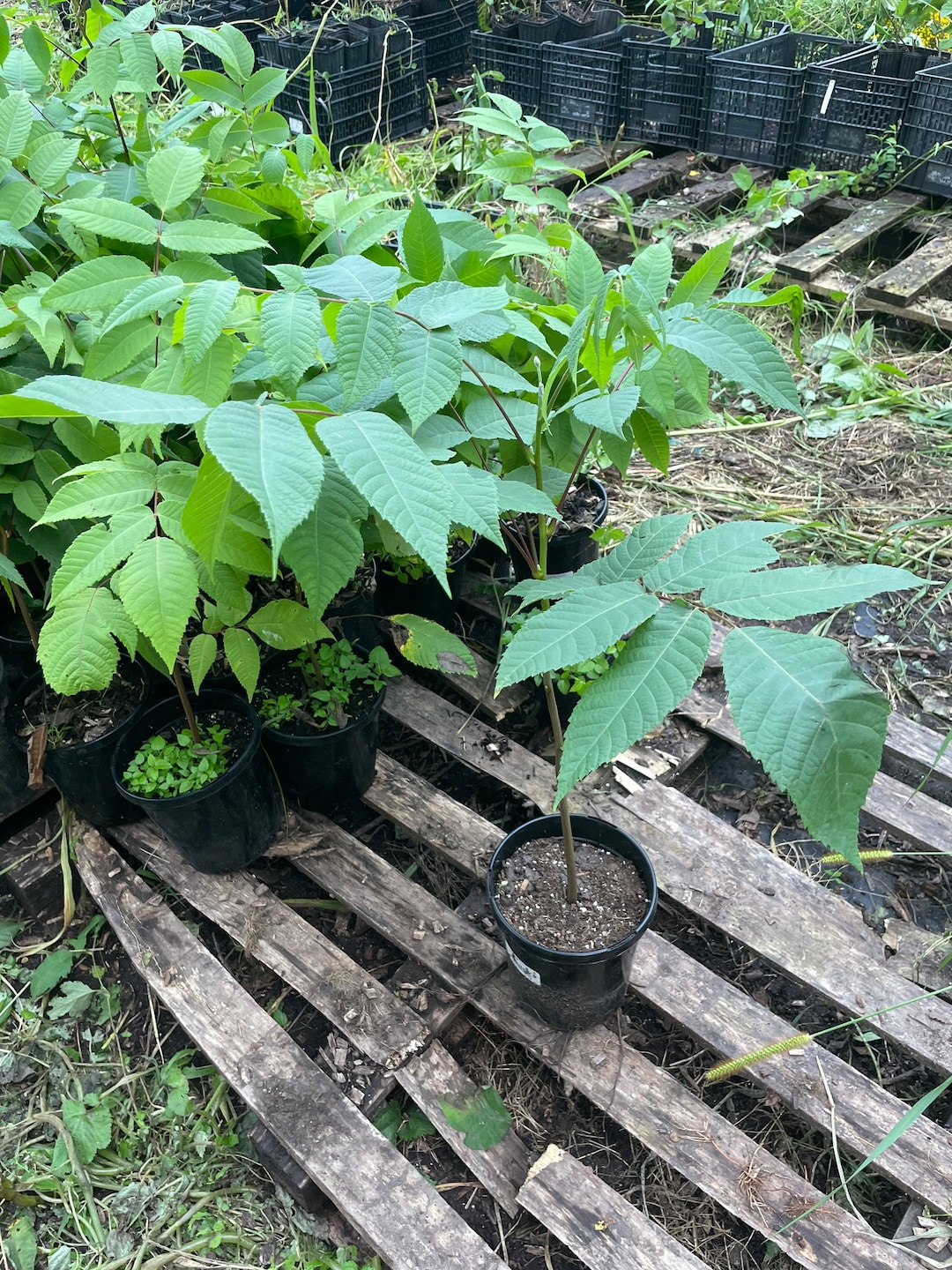 Manchurian Walnut Live Potted Nut Tree Juglans Mandshurica Tigernut ...