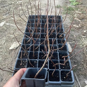 Serviceberry Live Potted Seedling From Amelanchier Alnifolia Juneberry ...