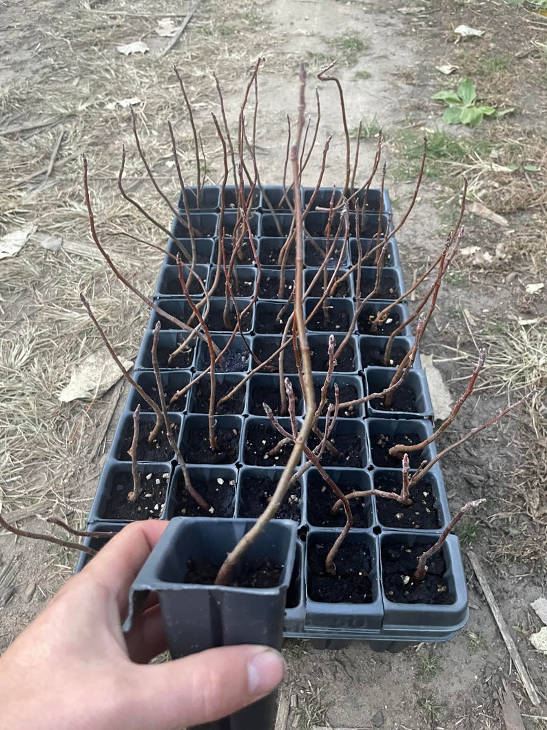 Serviceberry Live Potted Seedling From Amelanchier Alnifolia Juneberry ...