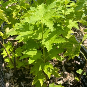 American Black Currant “riverview” & "wild" Ribes Americanum Live ...