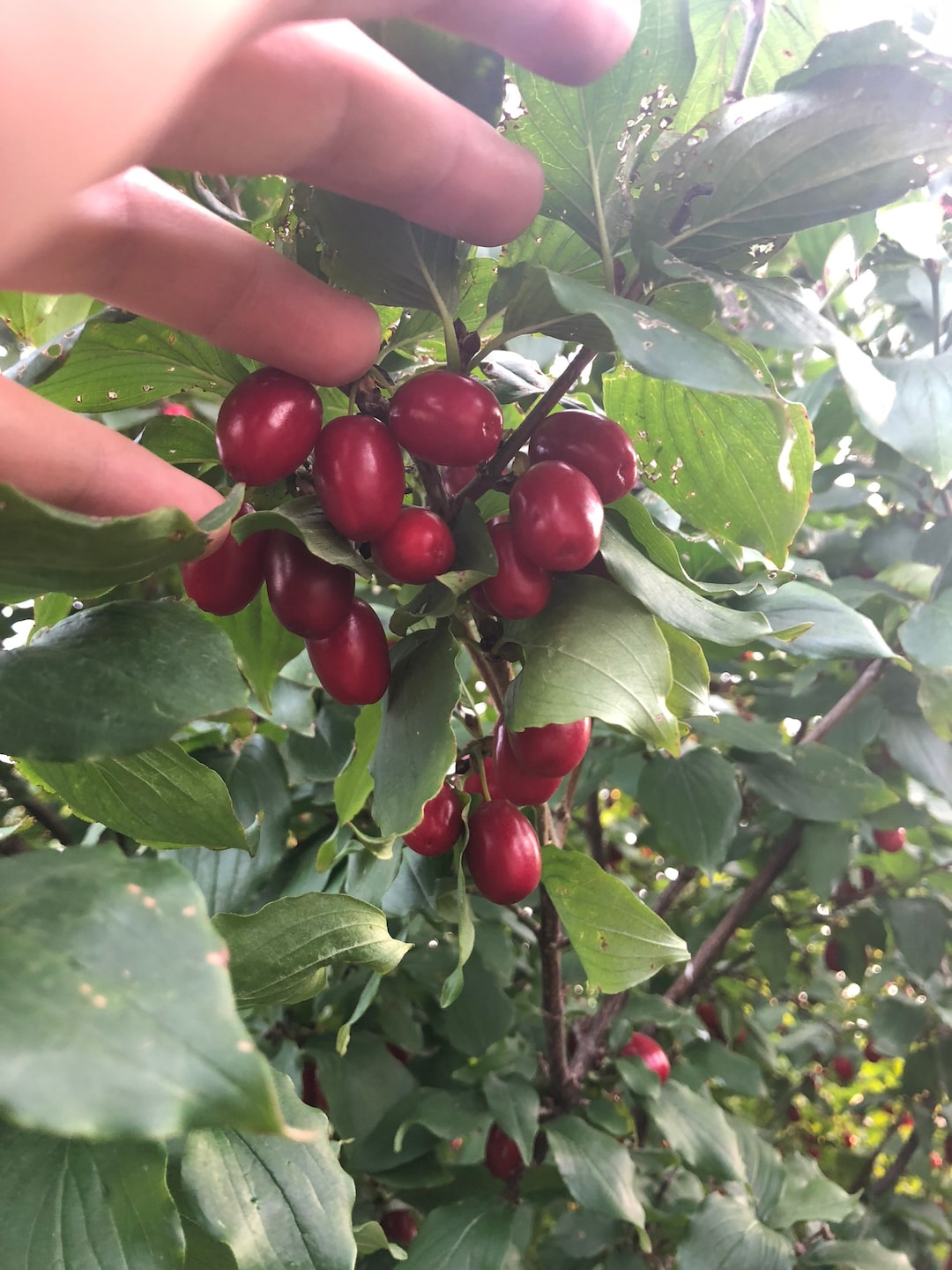 Cornelian Cherry Plant 1 Year Old Potted Live Seedling Cornus Mas - Etsy
