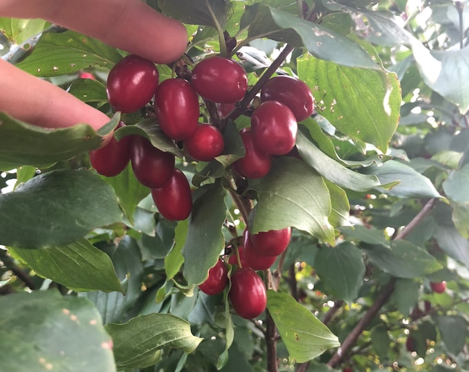 Cornelian Cherry Plant 1 Year Old Potted Live Seedling Cornus Mas - Etsy