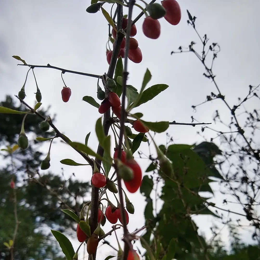 Potted Goji Berry Plants, Wolfberry, Lycium Barbarum, Matrimony Vine ...