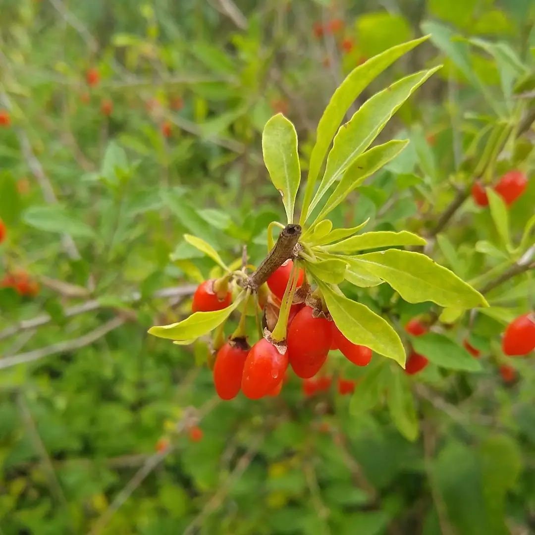 Potted Goji Berry Plants, Wolfberry, Lycium Barbarum, Matrimony Vine ...