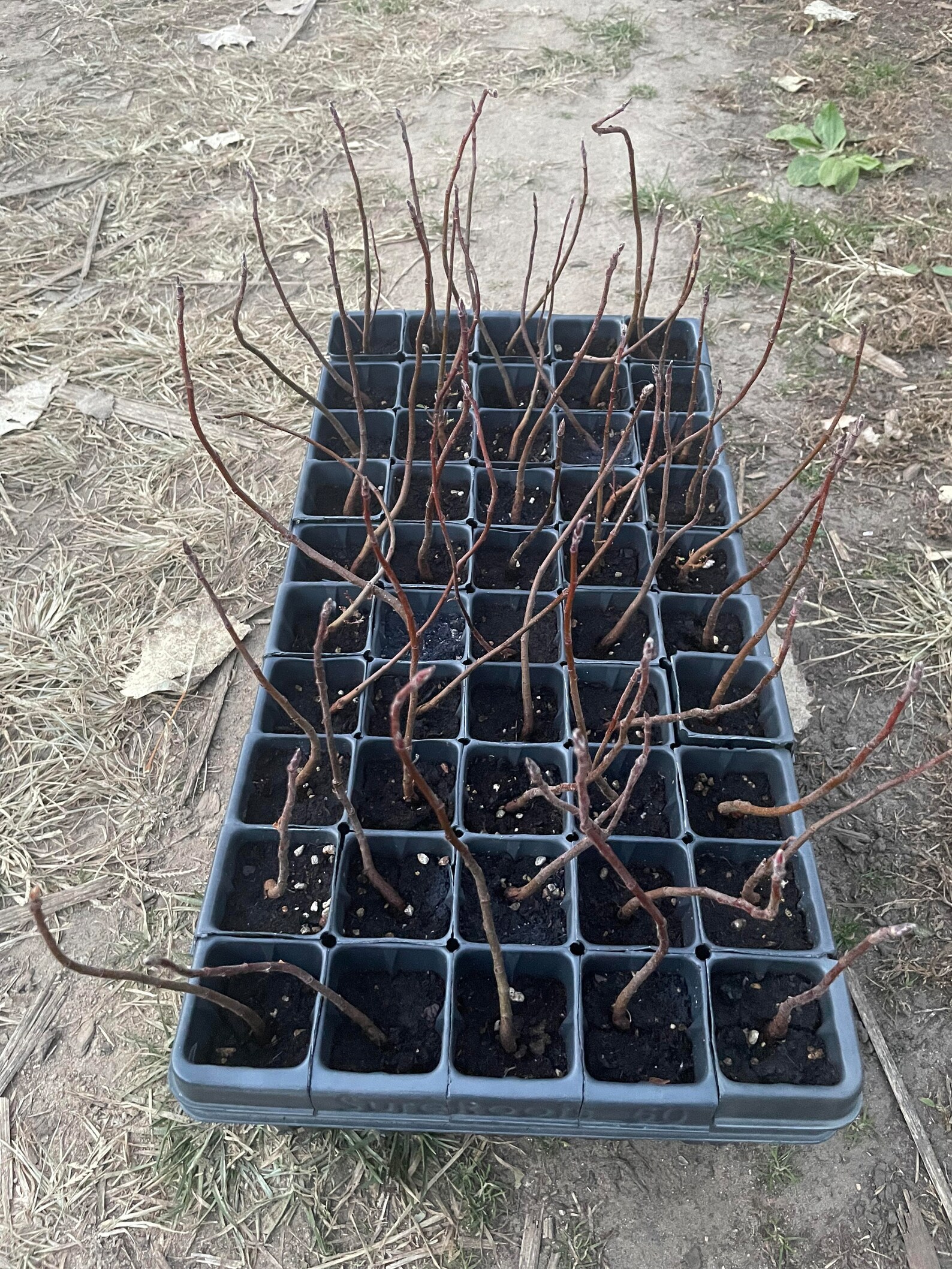 Serviceberry Live Potted Seedling From Cultivar Parents - Etsy