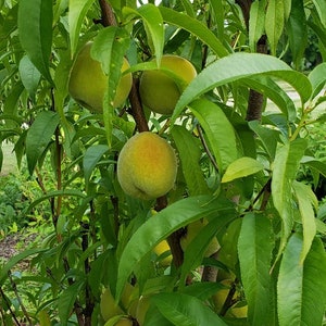 Hardy Peach Trees,usda Hardiness Zone 5b, Seedlings From Prunus Persica ...
