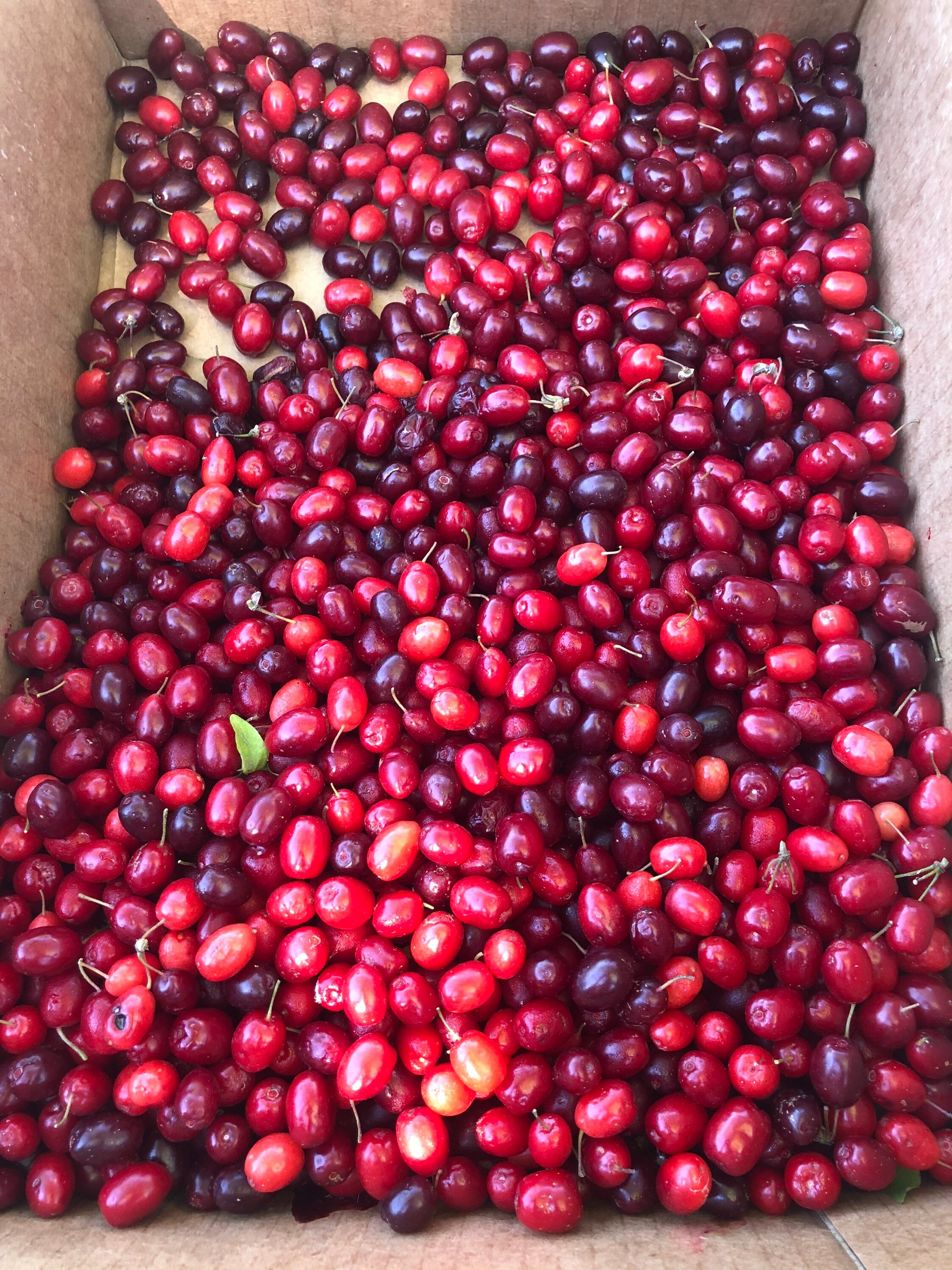 Cornelian Cherry Plant 1 Year Old Potted Live Seedling Cornus Mas - Etsy