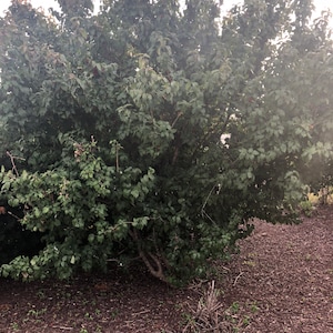 Cornelian Cherry Plant 1 Year Old Potted Live Seedling Cornus Mas - Etsy