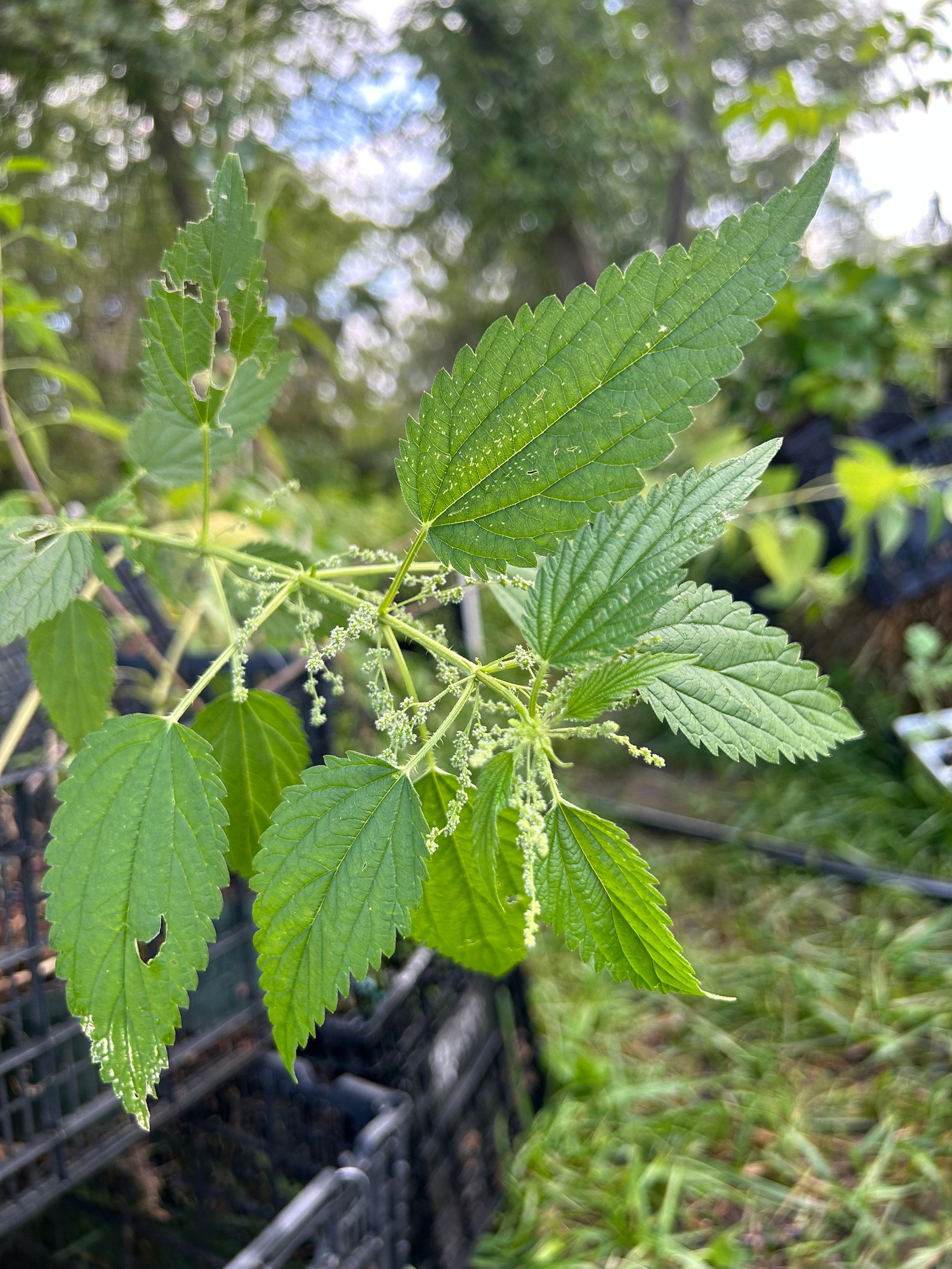 Stinging Nettle/urtica Gracilis Live Potted Plant, Hardiness Zone 3-10 ...