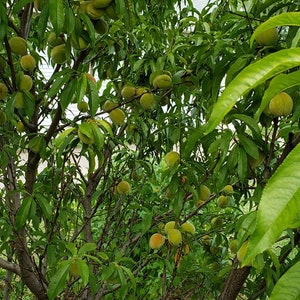 Hardy Peach Trees,usda Hardiness Zone 5b, Seedlings From Prunus Persica ...