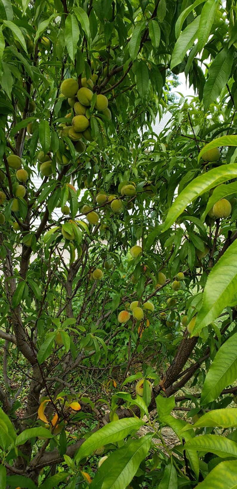 Hardy Peach Trees,usda Hardiness Zone 5b, Seedlings From Prunus Persica ...