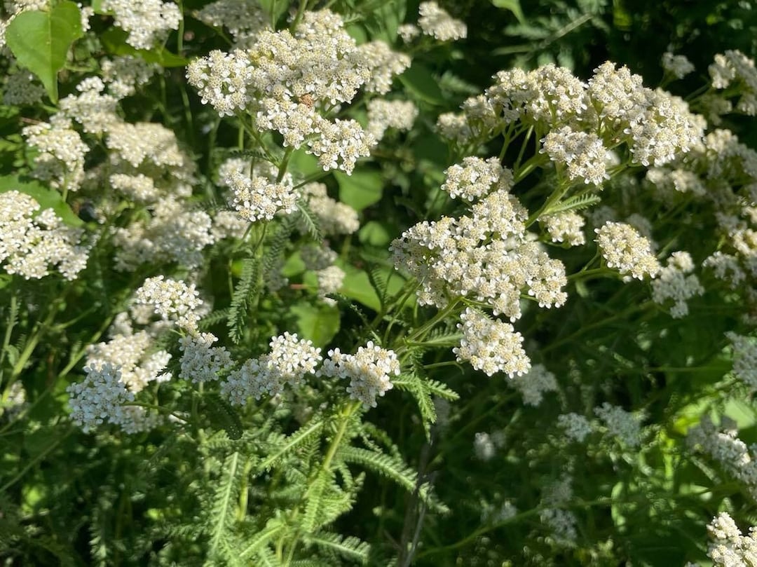 Potted Yarrow Plant, Achillea Millefolium, Medicinal Herb, Insectary ...