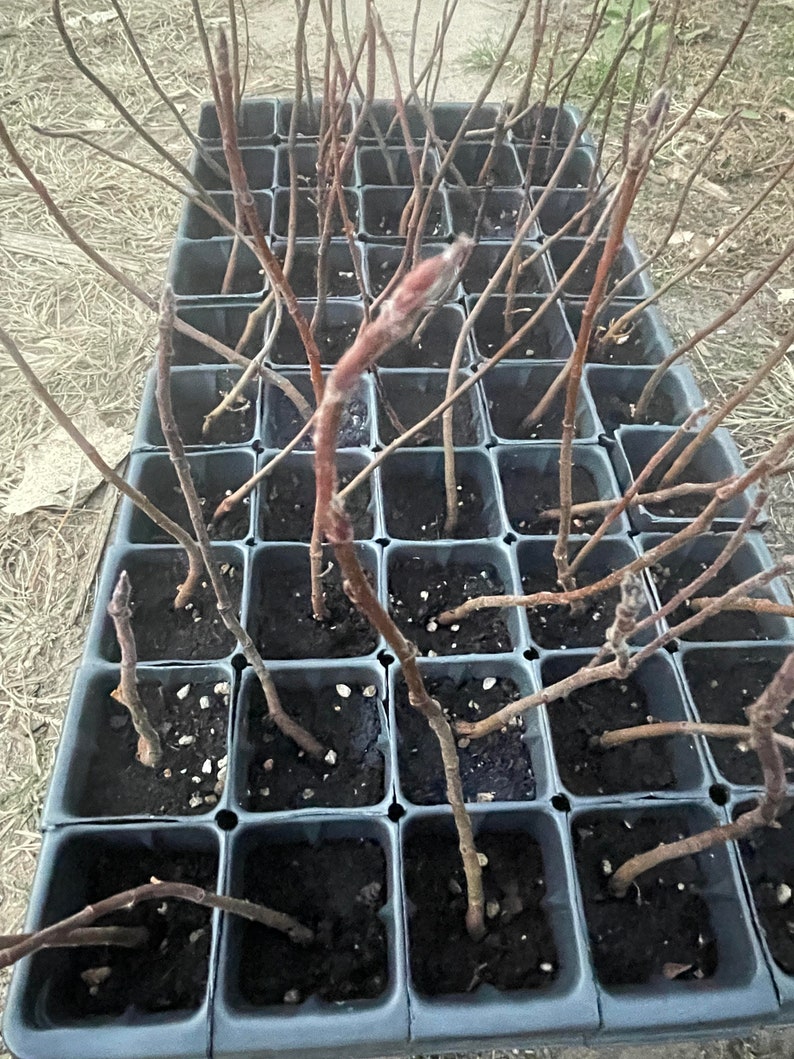 Serviceberry Live Potted Seedling From Amelanchier Alnifolia Juneberry ...