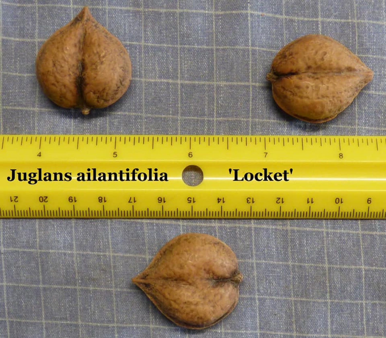 Heartnut Tree Potted Seedlings, Japanese Walnut, Juglans Ailantifolia ...
