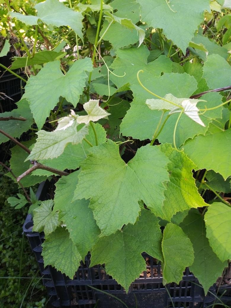 Concord Grape Vines Live Potted Plants Cold Hardy, Growing Zone 4-9 ...