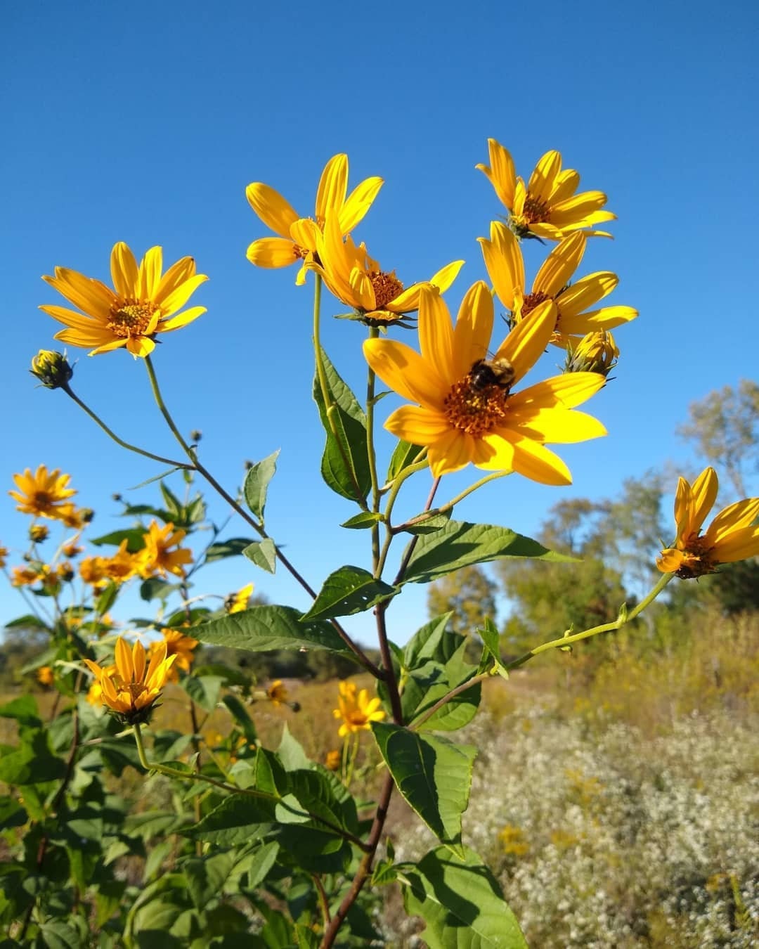 Sunchoke Live Potted Plant Jerusalem Artichoke Helianthus Tuberosus ...