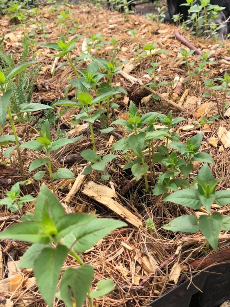 Potted Wild Bergamot, Monarda Fistulosa, Bee Balm, Native Plant, Zone ...