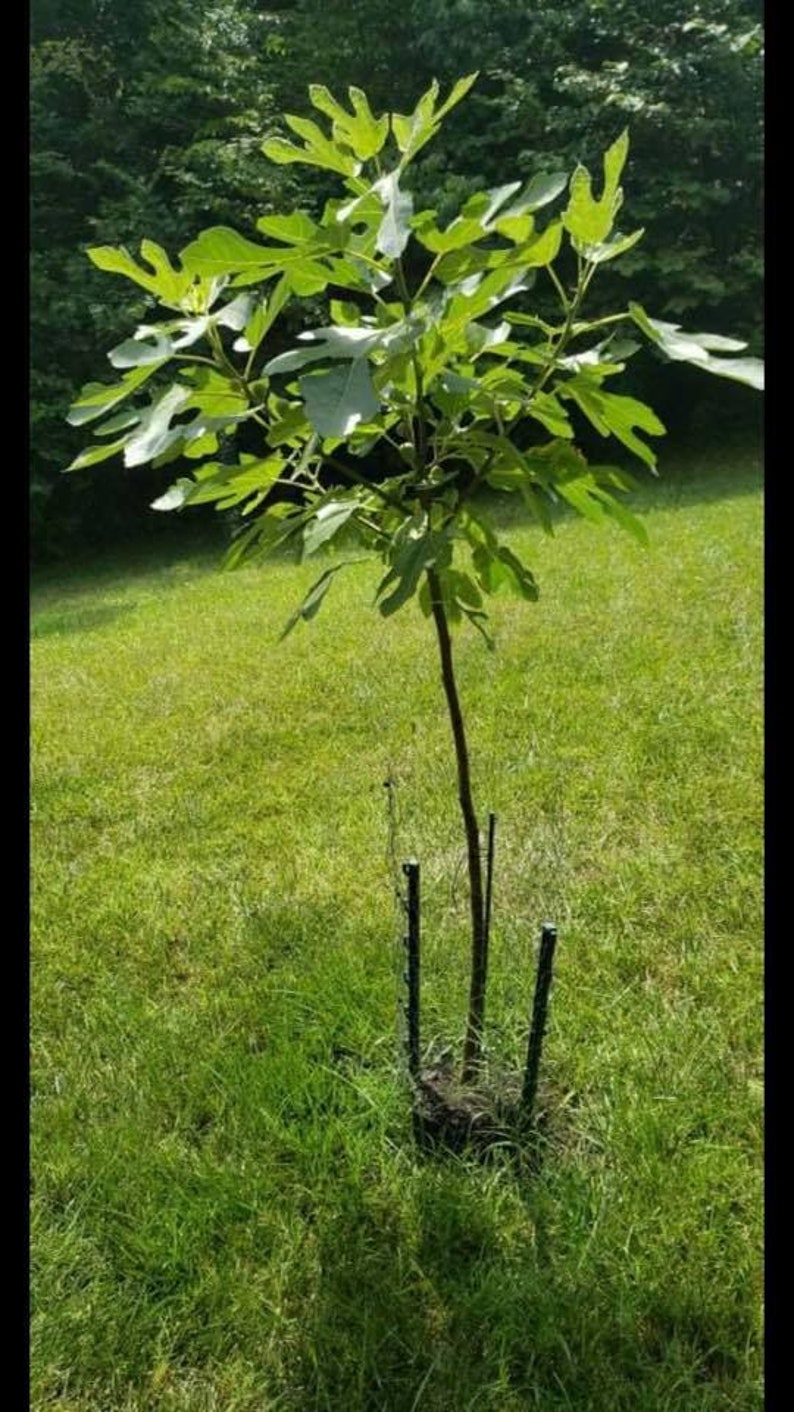 Chicago Hardy Fig Live Potted Plant Ficus Carica Tree Fruit Shrub - Etsy