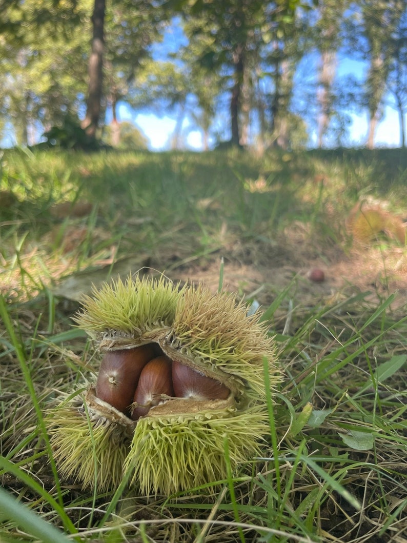Chinese Chestnut Seedling Seed-nuts From Red Fern Farm Iowa Castanea ...