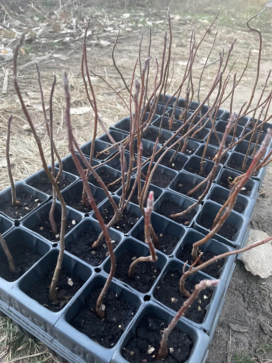 Serviceberry Live Potted Seedling From Amelanchier Alnifolia Juneberry ...