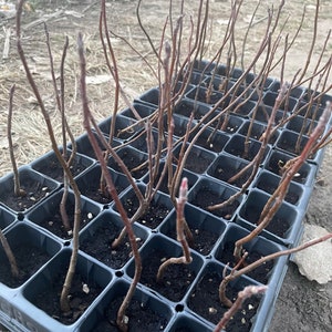 Serviceberry Live Potted Seedling From Amelanchier Alnifolia Juneberry ...