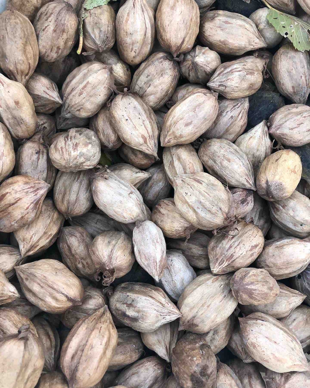 Hican Nut Tree Seedling From Select Parent Trees, Carya X, Hickory ...