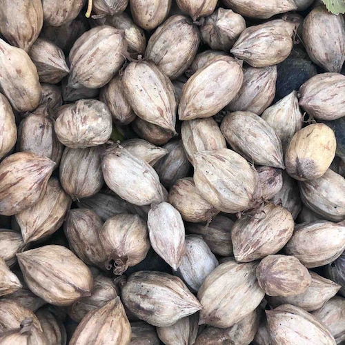 Hican Nut Tree Seedling From Select Parent Trees Carya X - Etsy