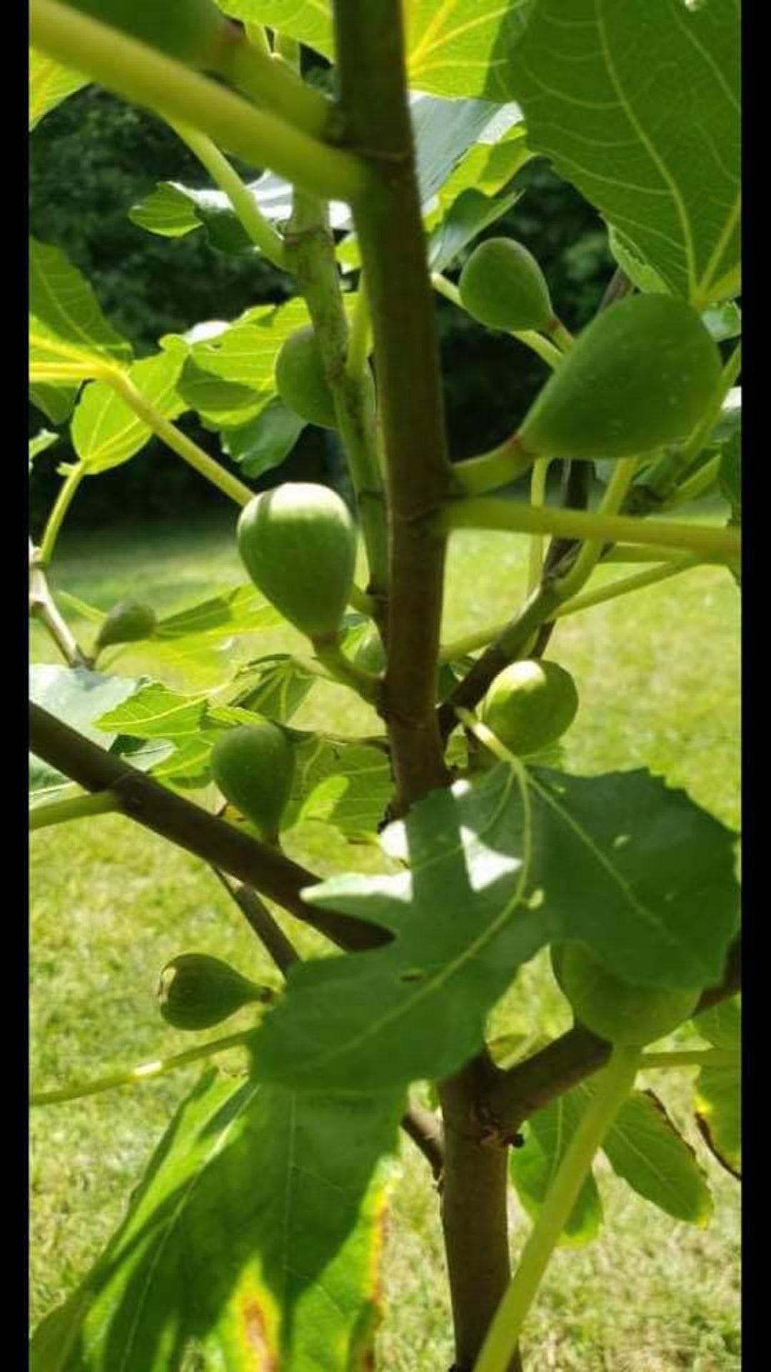 Chicago Hardy Fig Live Potted Plant Ficus Carica Tree Fruit Shrub - Etsy