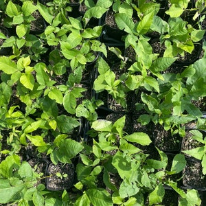 Hican Nut Tree Seedling From Select Parent Trees, Carya X, Hickory ...