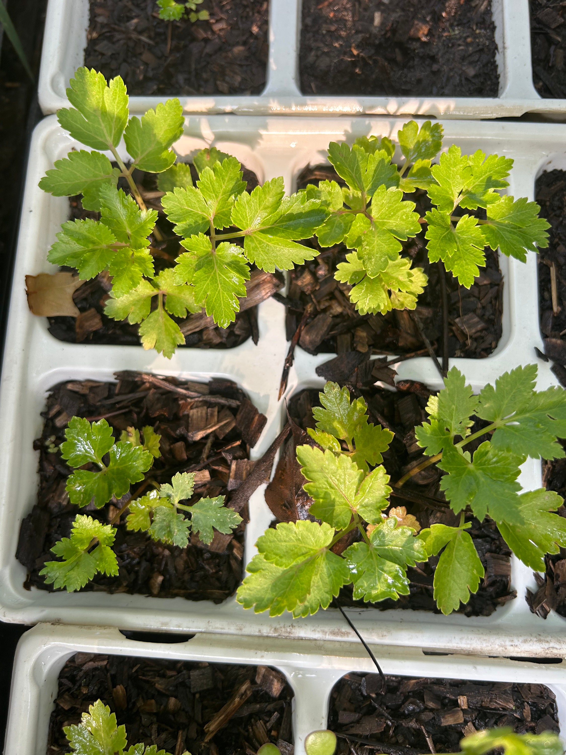 Perennial Korean Celery/seombadi/giant Ulleung Celery/dystaenia ...