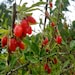 Potted Goji Berry Plants, Wolfberry, Lycium Barbarum, Matrimony Vine ...