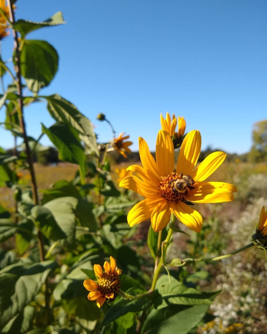 Sunchoke Live Potted Plant Jerusalem Artichoke Helianthus Tuberosus ...