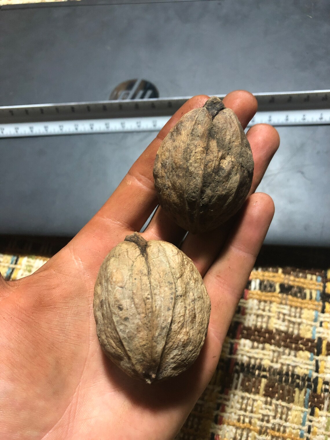 Shellbark Hickory carya Laciniosa Live Potted Seedlings From stauffer ...