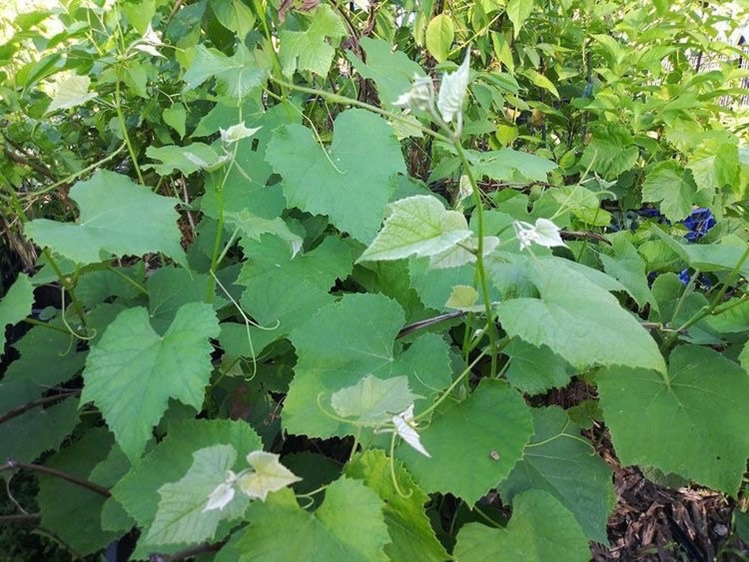 Concord Grape Vines Live Potted Plants Cold Hardy, Growing Zone 4-9 ...
