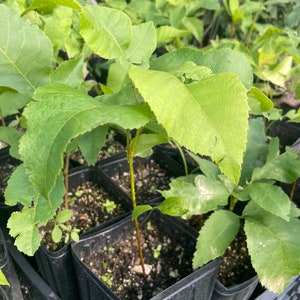 Hican Nut Tree Seedling From Select Parent Trees, Carya X, Hickory ...