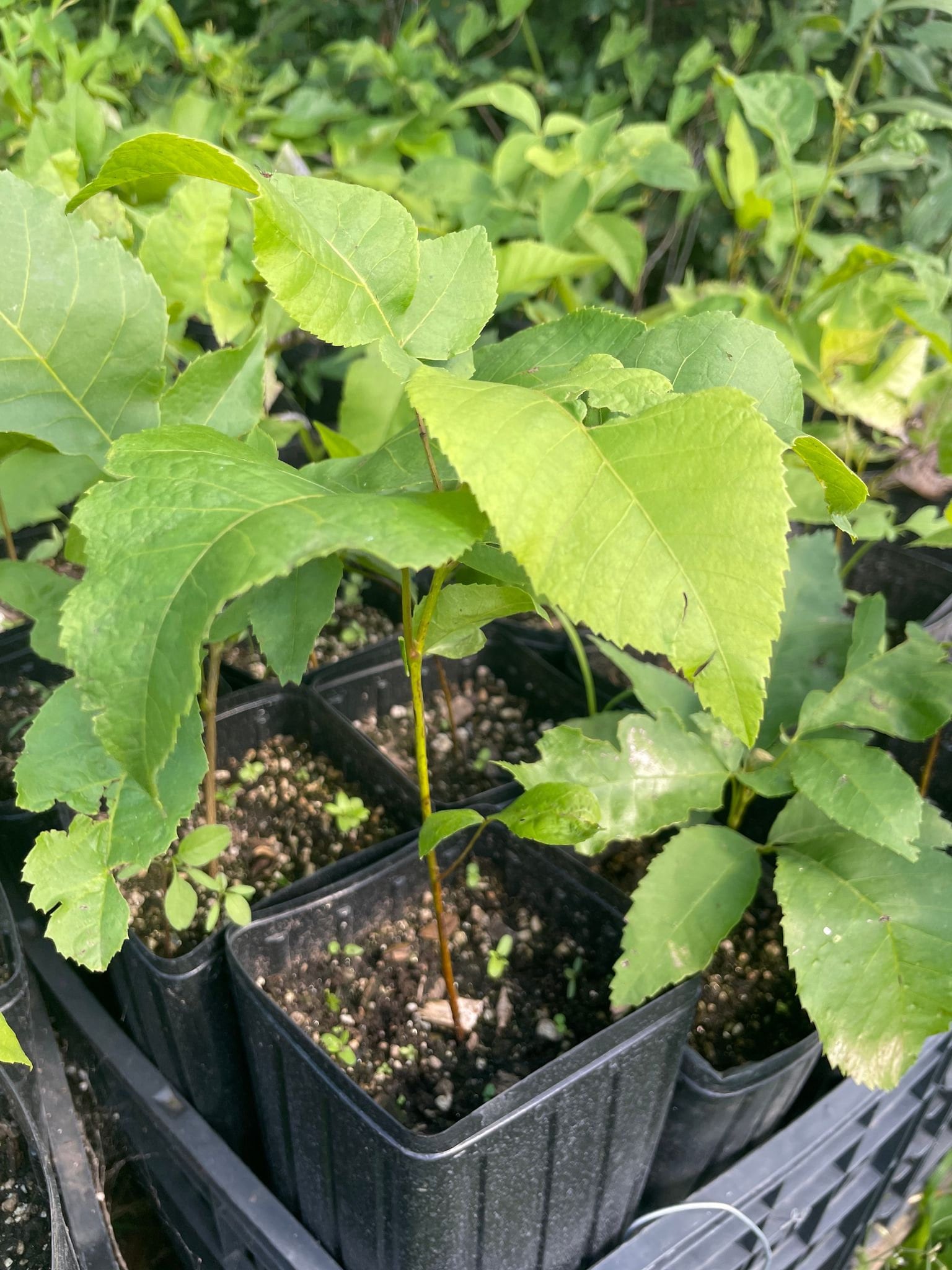 Hican Nut Tree Seedling From Select Parent Trees, Carya X, Hickory ...
