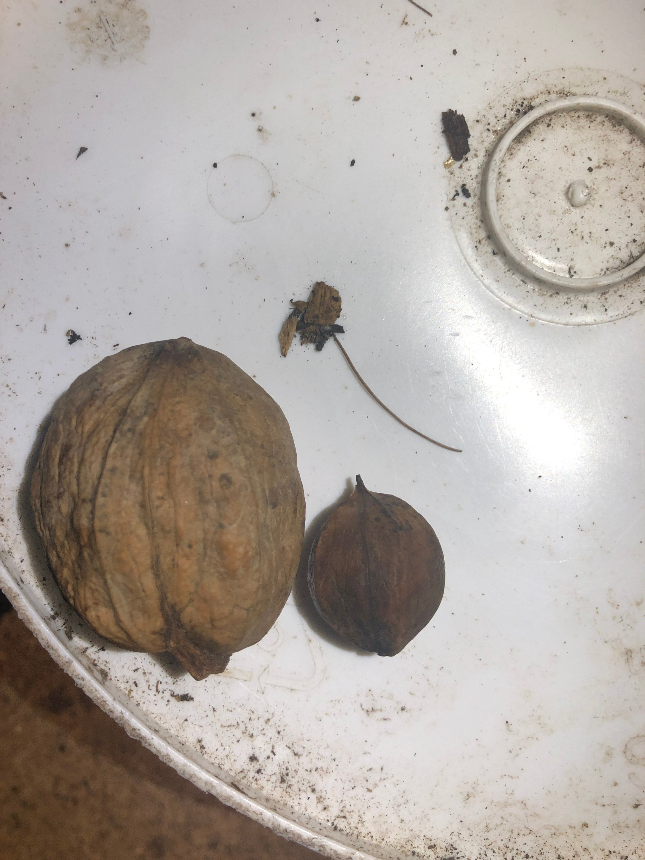 Shellbark Hickory carya Laciniosa Live Potted Seedlings From stauffer ...